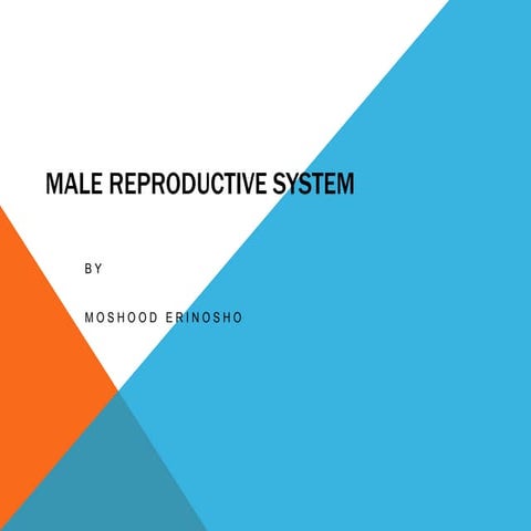 Male reproductive organs | PPTX