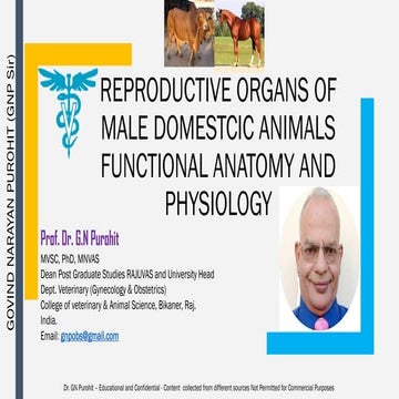 Male reproductive organs anatomy and physiology | PDF
