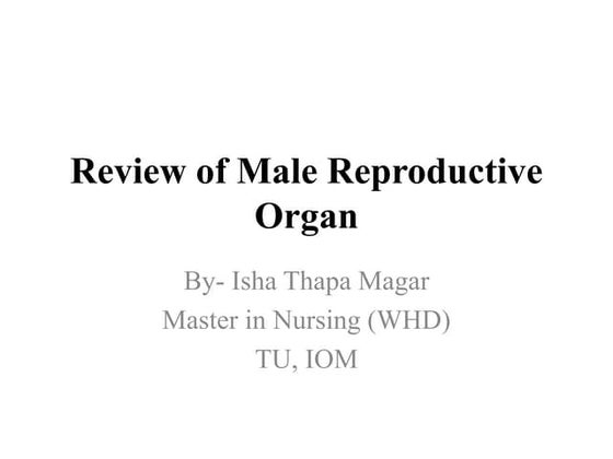 Male reproductive system of cattle | PPTX | Infertility | Reproductive ...