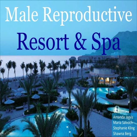 Male Reproductive Project For Amanda | PPT