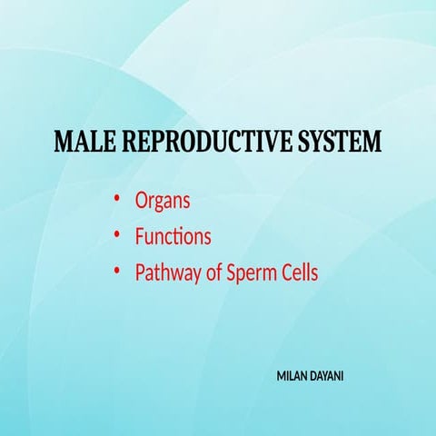 Male reproductive system | PPTX