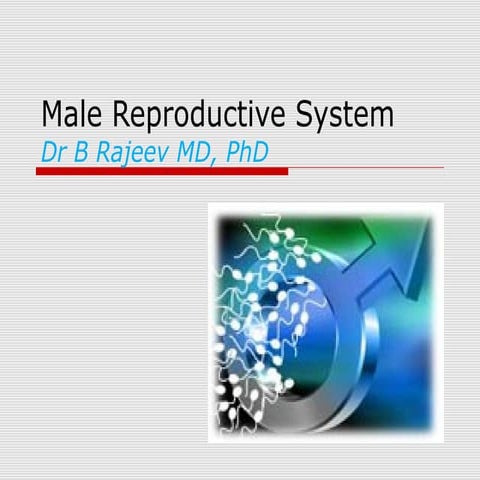 Reproductive system in Male | PPT