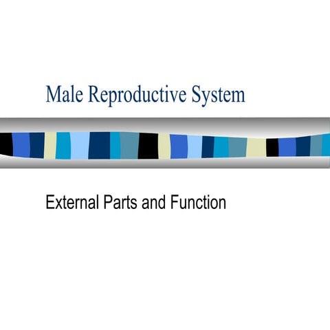 Male reproductive system | PPT