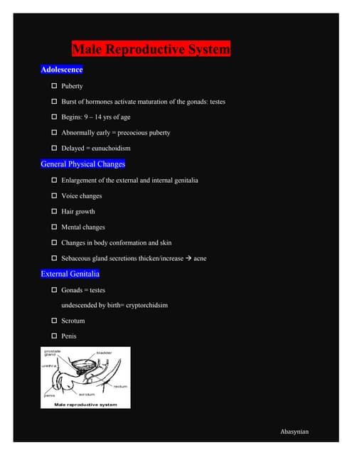 Male reproductive system | PPT