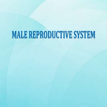 Male reproductive system | PPTX