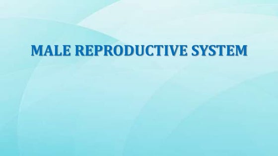 Male reproductive system of animal | PPTX