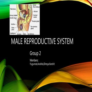 Male reproductive system | PPTX