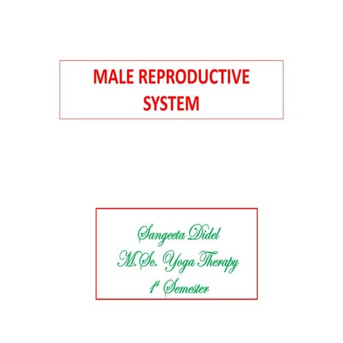 Male reproductive system | PDF