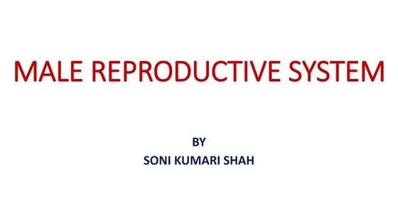 Male reproductive system of cattle | PPTX | Infertility | Reproductive ...