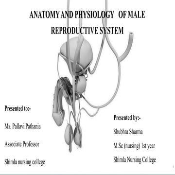 Male Reproductive System Diagram Anatomy And Physiology