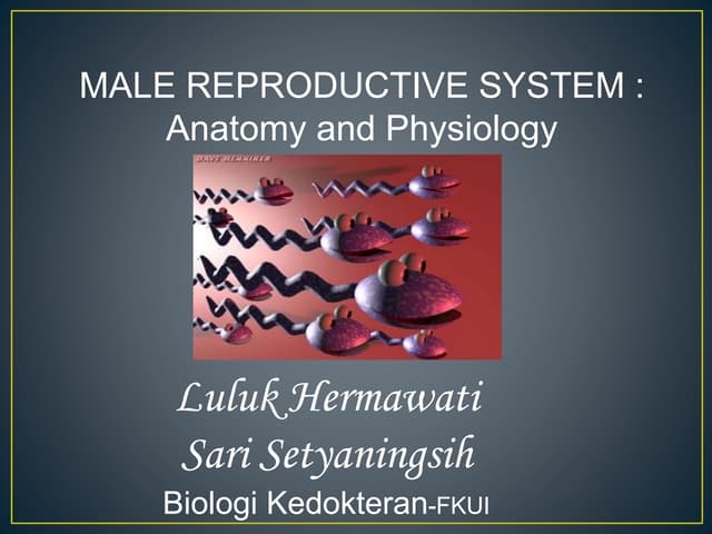 Male reproductive system of cattle | PPTX