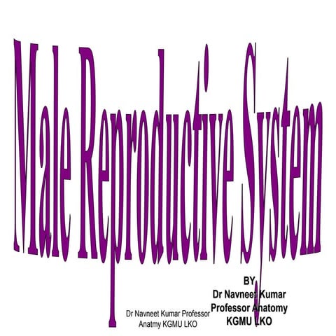 Male Reproductive System Pdf