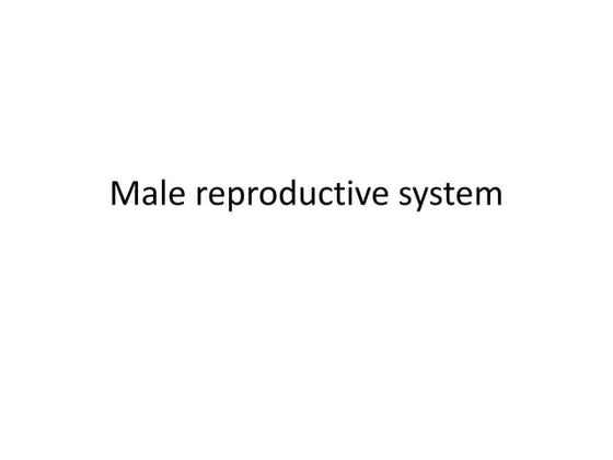 Male reproductive system of cattle | PPTX | Infertility | Reproductive ...