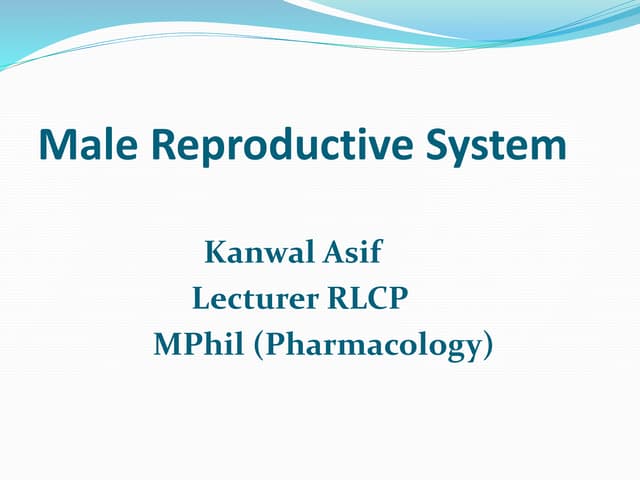 Anatomy Of Male Reproductive Systempptx