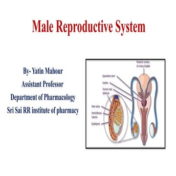 Male Reproductive System.pptx b pharma i sem | PPTX