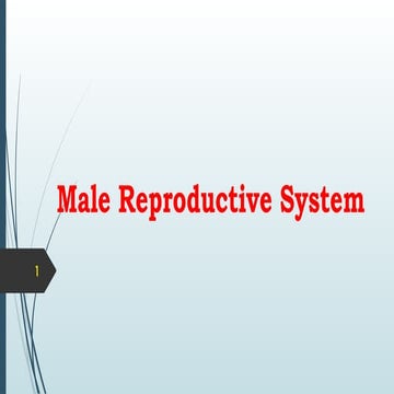 Male Reproductive System.pptx including all points | PPTX