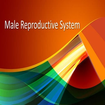 Male reproductive system | PPT