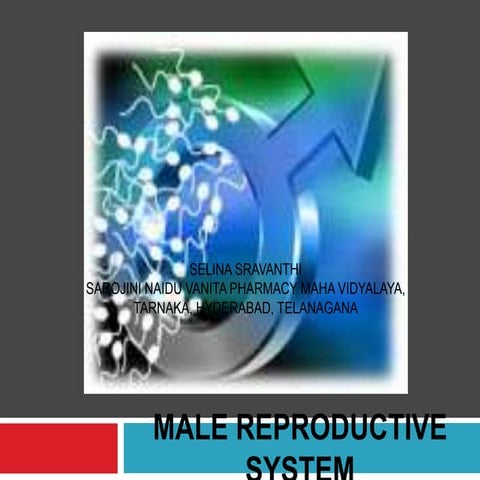 Male reproductive system | PPTX