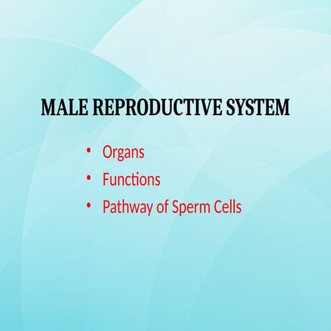 Male reproductive system | PPTX