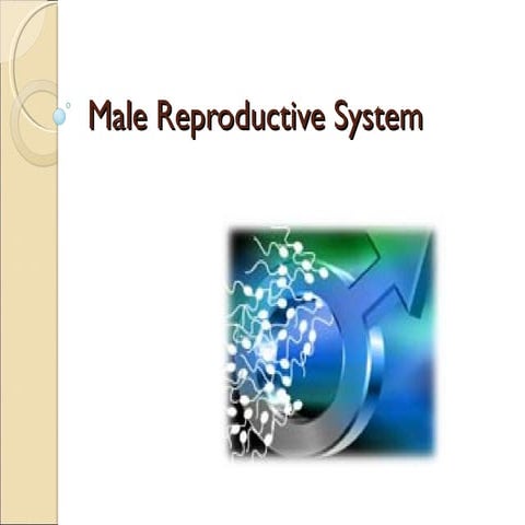 Male reproductive system | PPTX