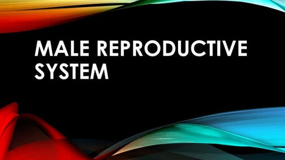 Grade 10 Bio Male reproductive system | PPTX | Infertility ...