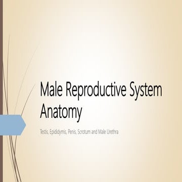 Male reproductive system anatomy | PPTX