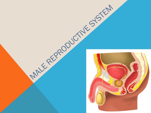 REPRODUCTIVE SYSTEM QUIZ | DOCX