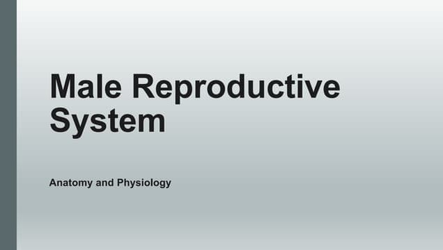 LECT. 13 MALE REPRODUCTIVE SYSTEM.ppt