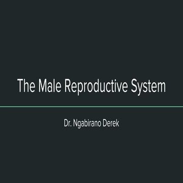 Reproductive system of a buck | DOCX