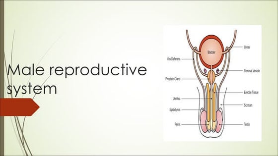 MALE REPRODUCTIVE SYSTEM.pptx