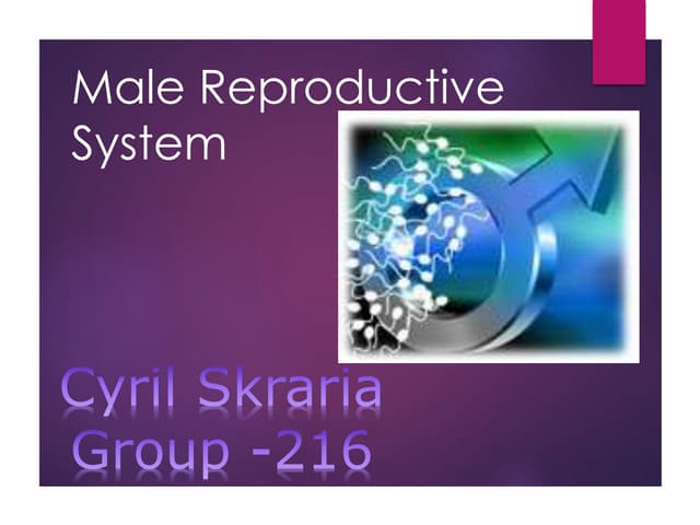 Anatomy & Physiology of the Male Reproductive System | PPTX