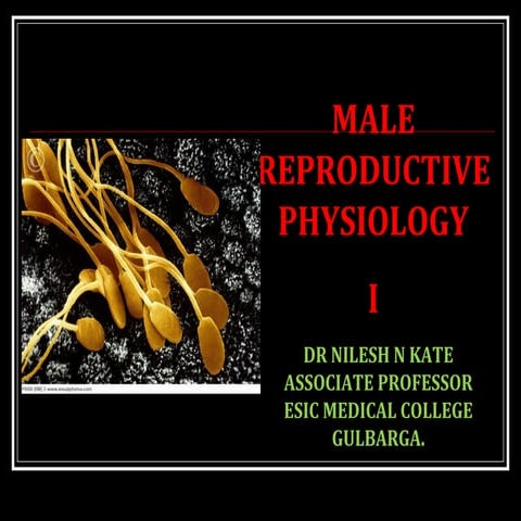 MALE REPRODUCTIVE SYSTEM I | PPT