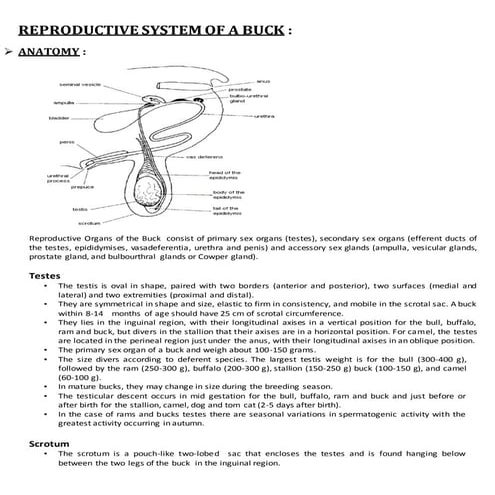 Goat Reproductive System