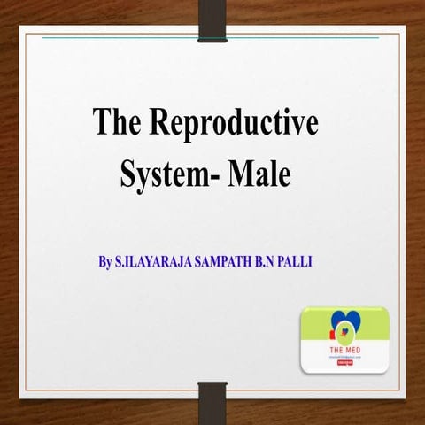 Anatomy & Physiology of the Male Reproductive System | PPTX