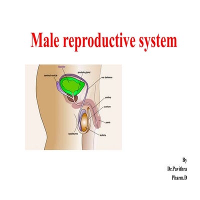 Reproductive System Ppt