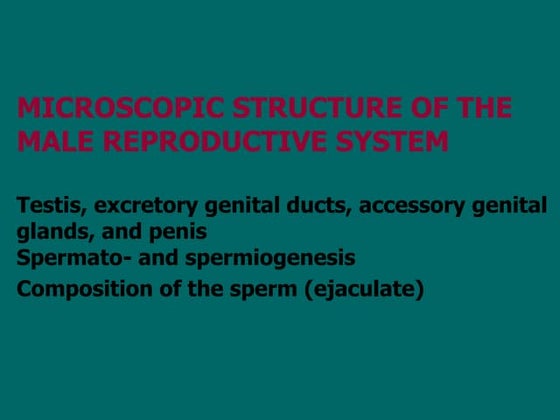 Anatomy of male external genitalia | PPT