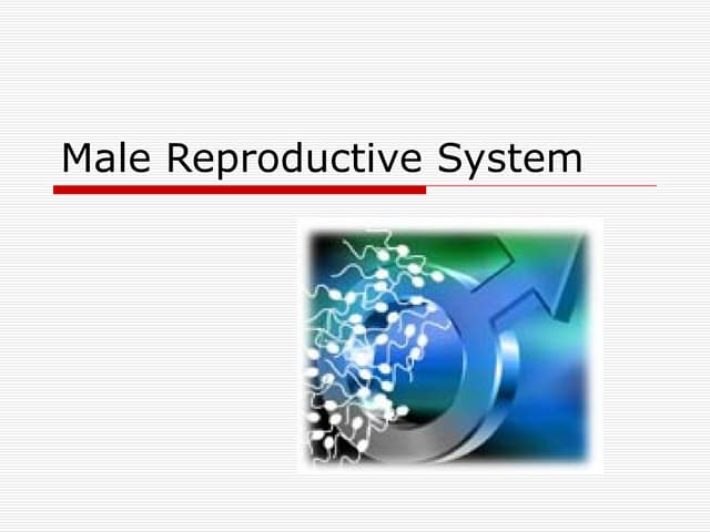 Male reproductive system | PPT