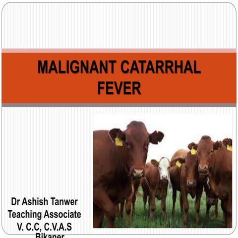 Malignant catarrhal fever | PPTX