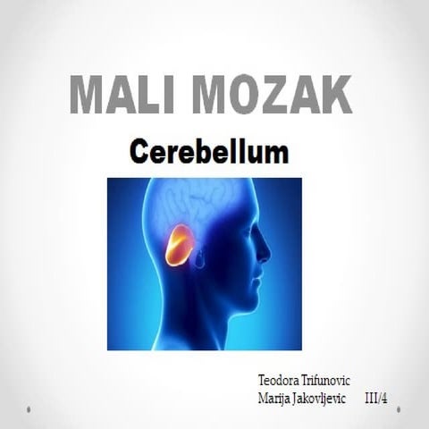 Mali mozak | PPT