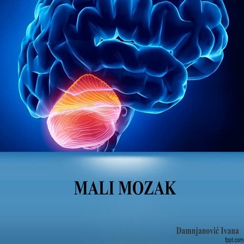 Mozak | PPT