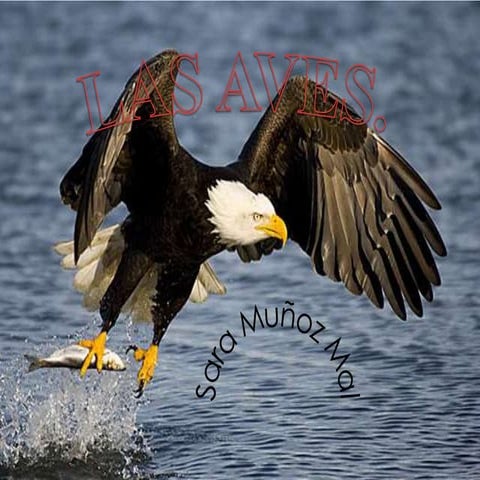 AVES.pptx Miercoles.pptx clasificacion de todas las aves | PPTX