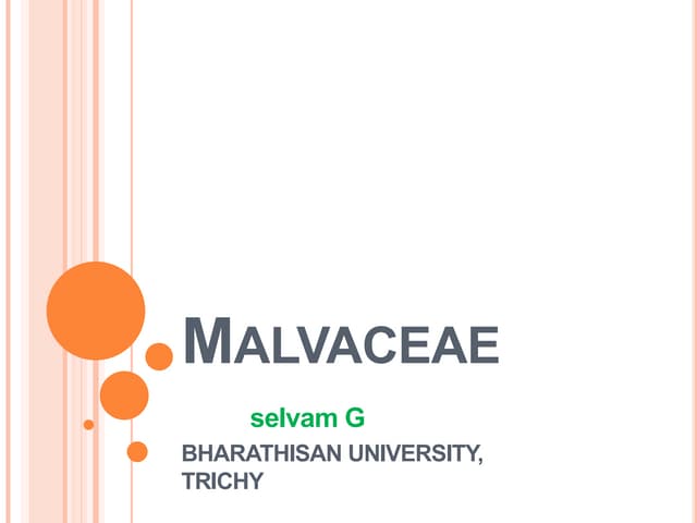 Malvaceae | PPTX