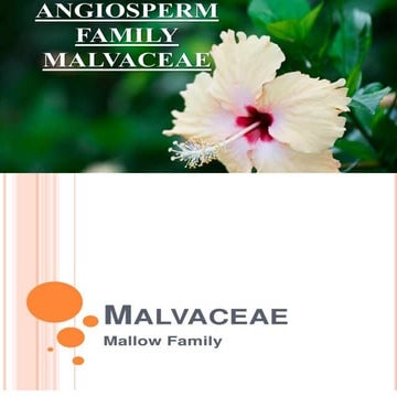 Malvaceae | PPTX