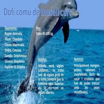 Mamífer Dofí comú de musell curt | PPT