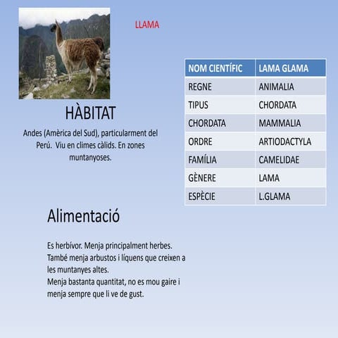Mamífer llama | PPTX