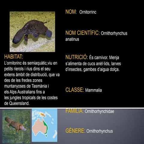 Gasteròpode cargol de lluna | PPTX