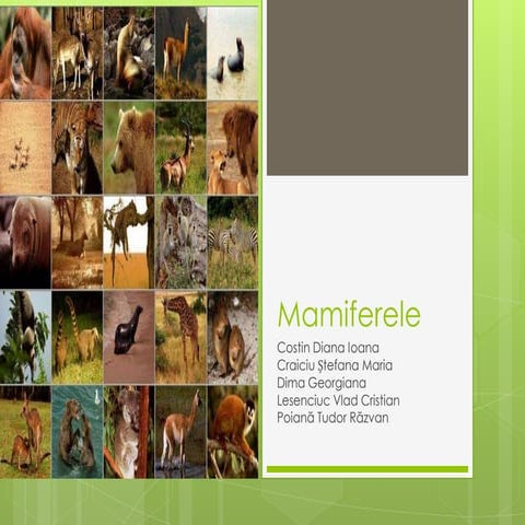 Mamiferele | PPTX