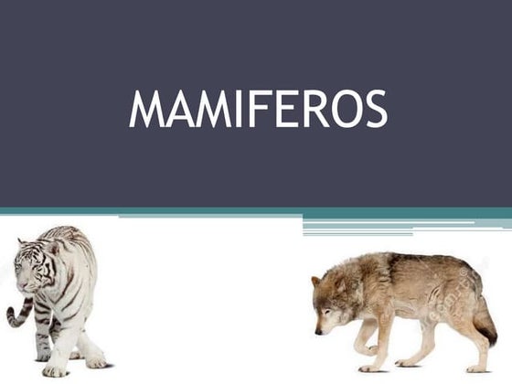 LOS MAMIFEROS | PPTX