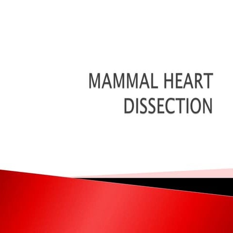 Mammal Heart Dissection | PPTX