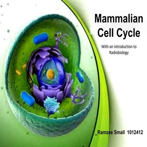 Mammalian cycle | PPTX
